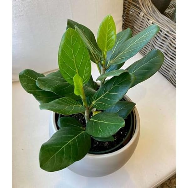 Audrey Ficus Tree - Live Starter Plant in a 2 Inch Pot - Ficus ...