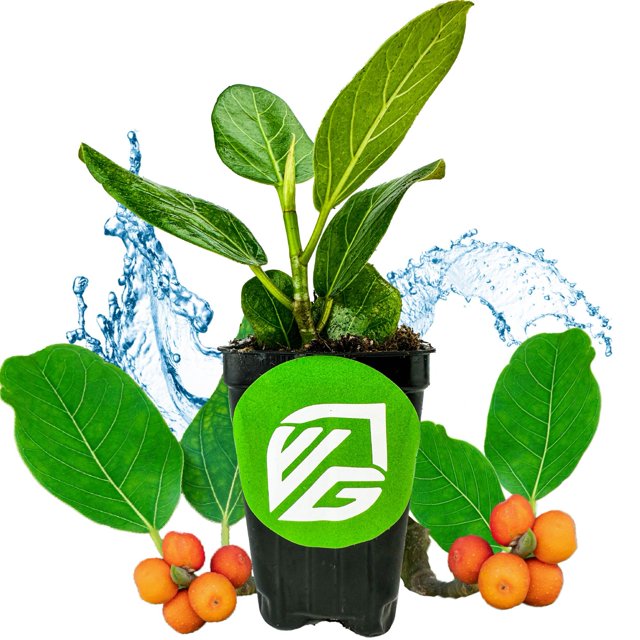 Audrey Fig Banyan Tree - Ficus benghalensis - Walmart.com