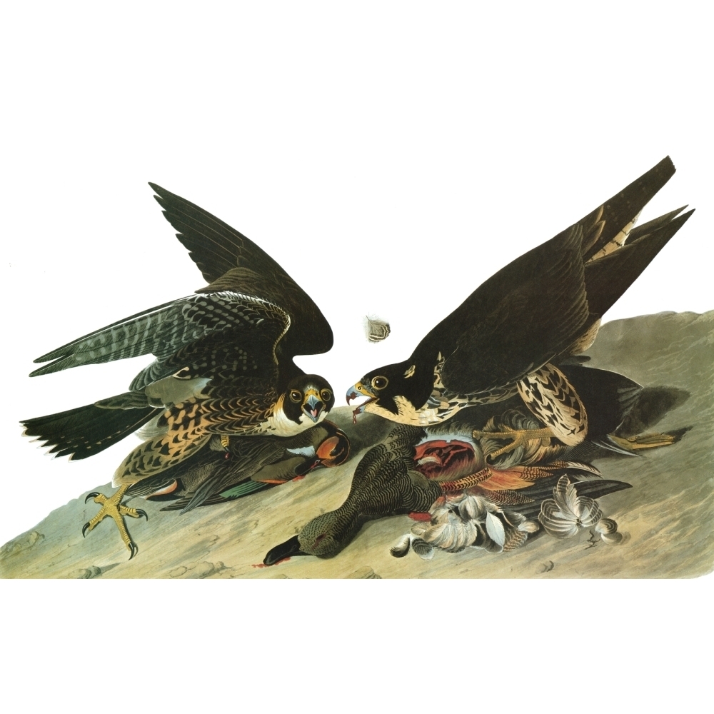 Audubon Falcon. Nperegrine Falcon Or Duck Hawk. Engraving After John ...