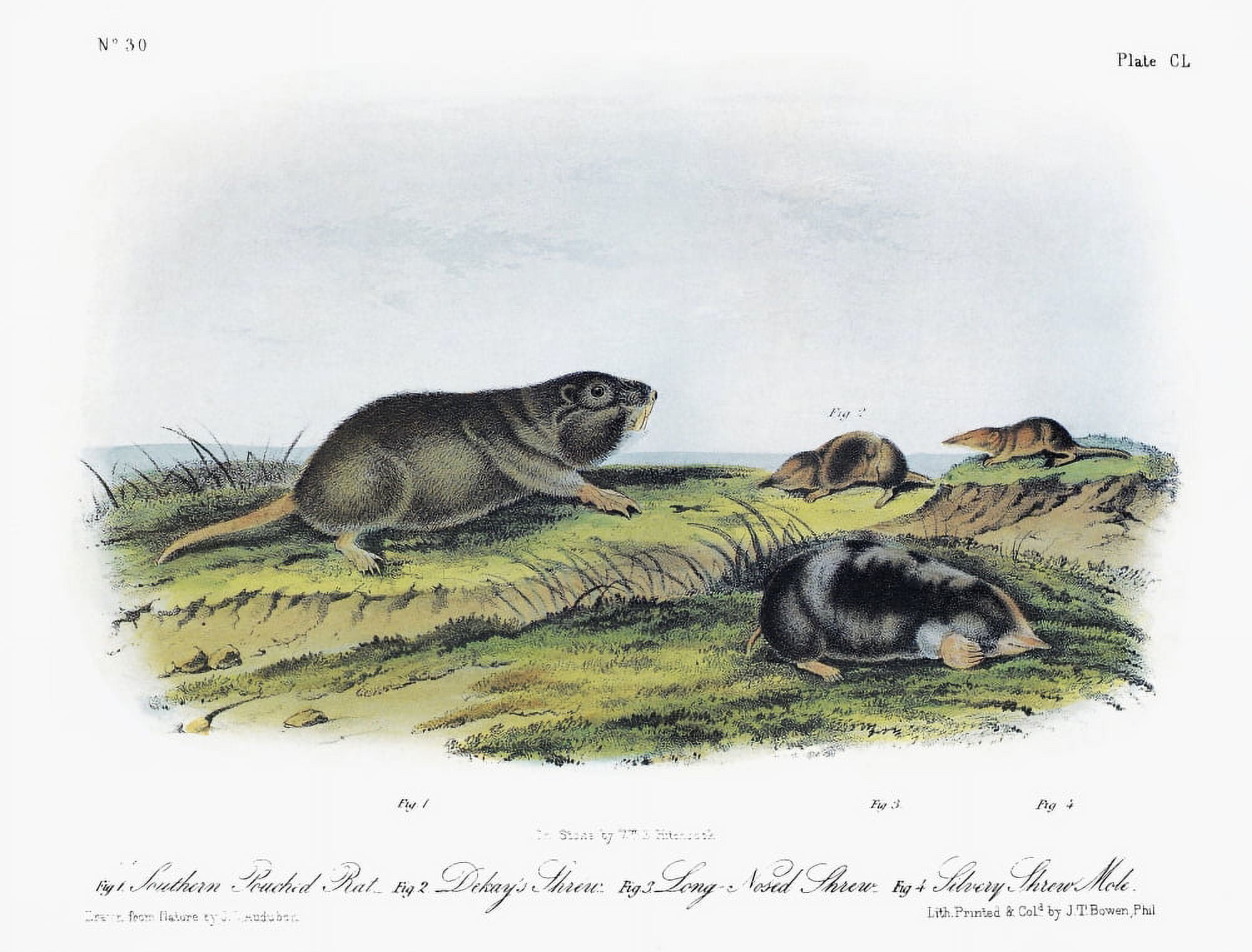 Audubon Gopher And Mole. Nfrom Left Southeastern Pocket Gopher (Geomys ...