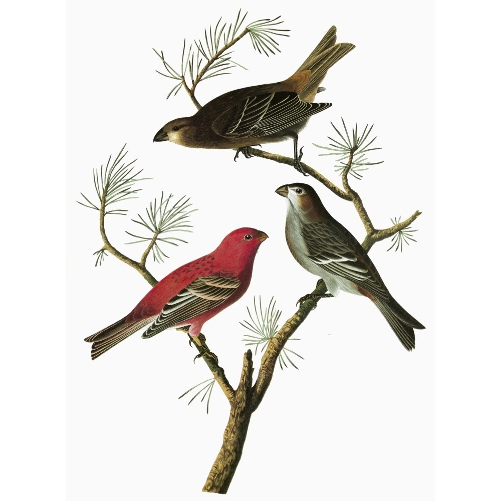 Audubon Grosbeak. Npine Grosbeak. Engraving After John James Audubon ...