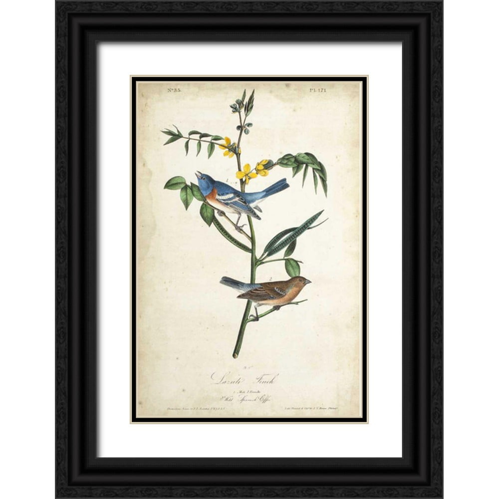 Audubon, John James 11x14 Black Ornate Wood Framed with Double Matting ...