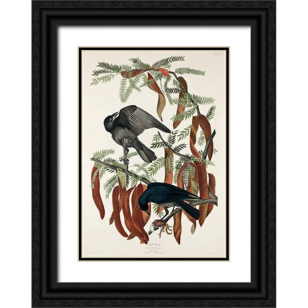 Audubon, John James 11x14 Black Ornate Wood Framed with Double Matting ...