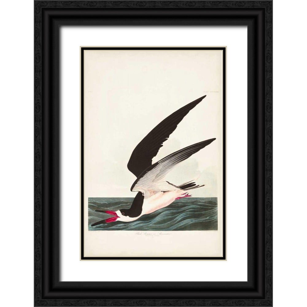 Audubon, John James 11x14 Black Ornate Wood Framed with Double Matting ...