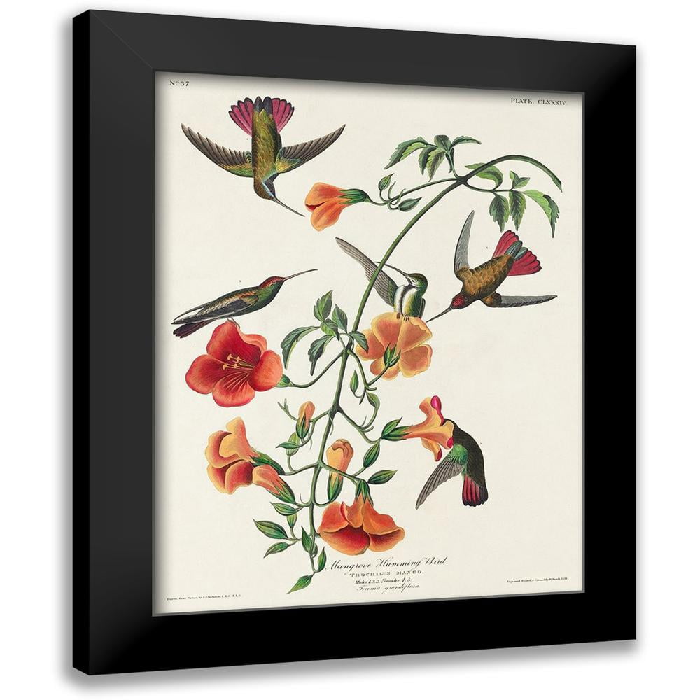 Audubon, John James 12x14 Black Modern Framed Museum Art Print Titled ...
