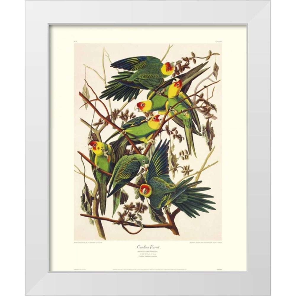 Audubon, John James 12x14 White Modern Wood Framed Museum Art Print ...