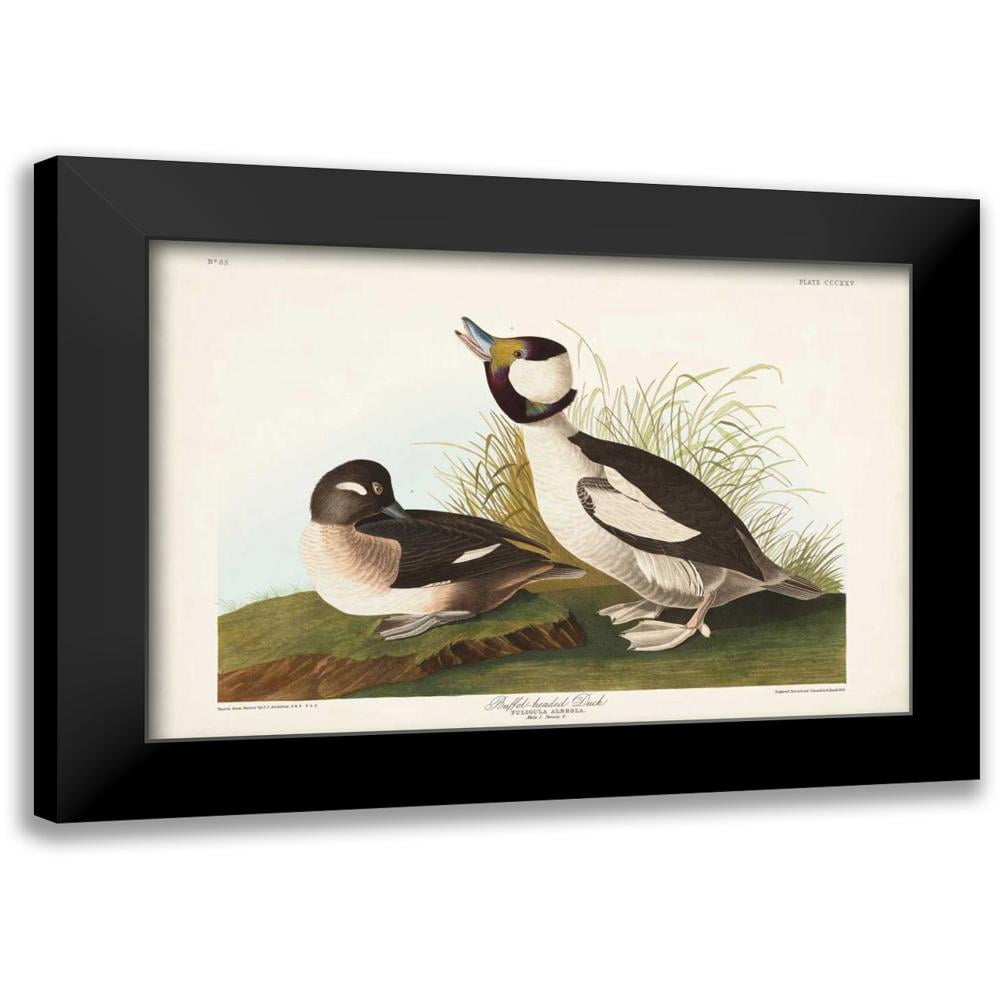 Audubon, John James 14x11 Black Modern Framed Museum Art Print Titled ...