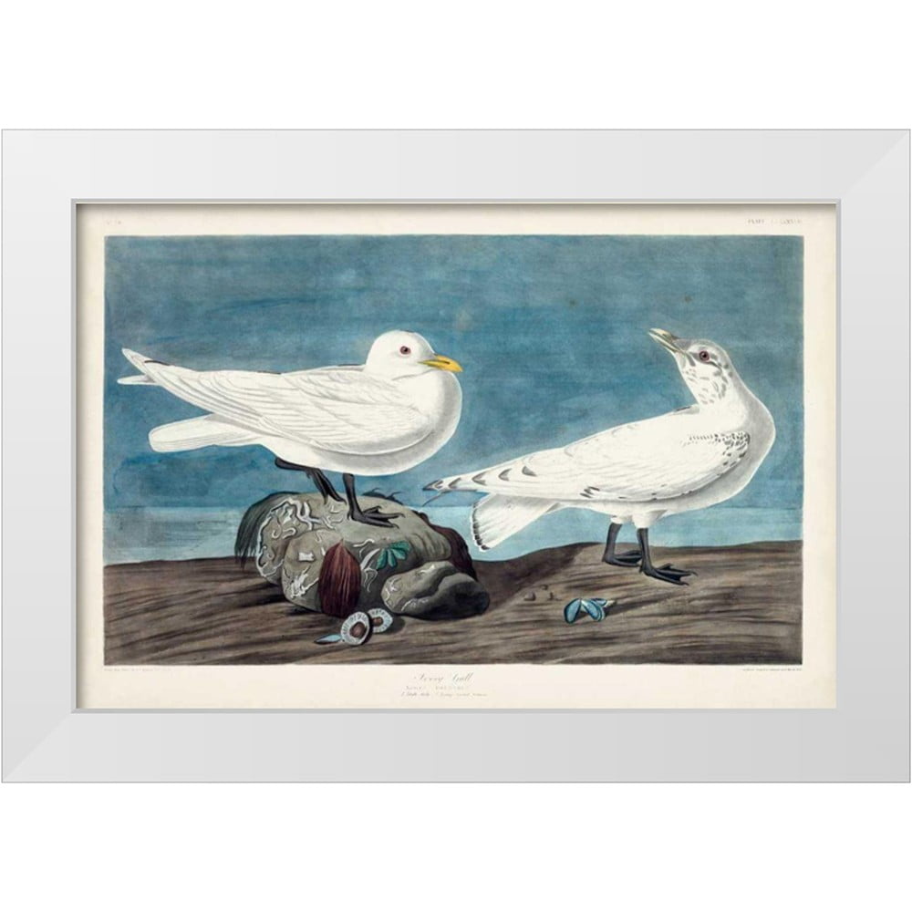 Audubon, John James 14x11 White Modern Wood Framed Museum Art Print ...