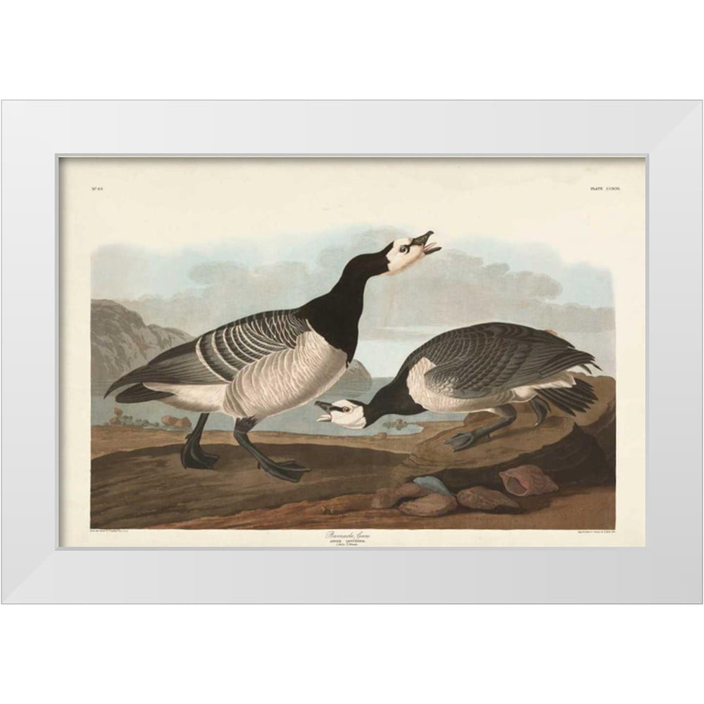 Audubon, John James 14x11 White Modern Wood Framed Museum Art Print ...