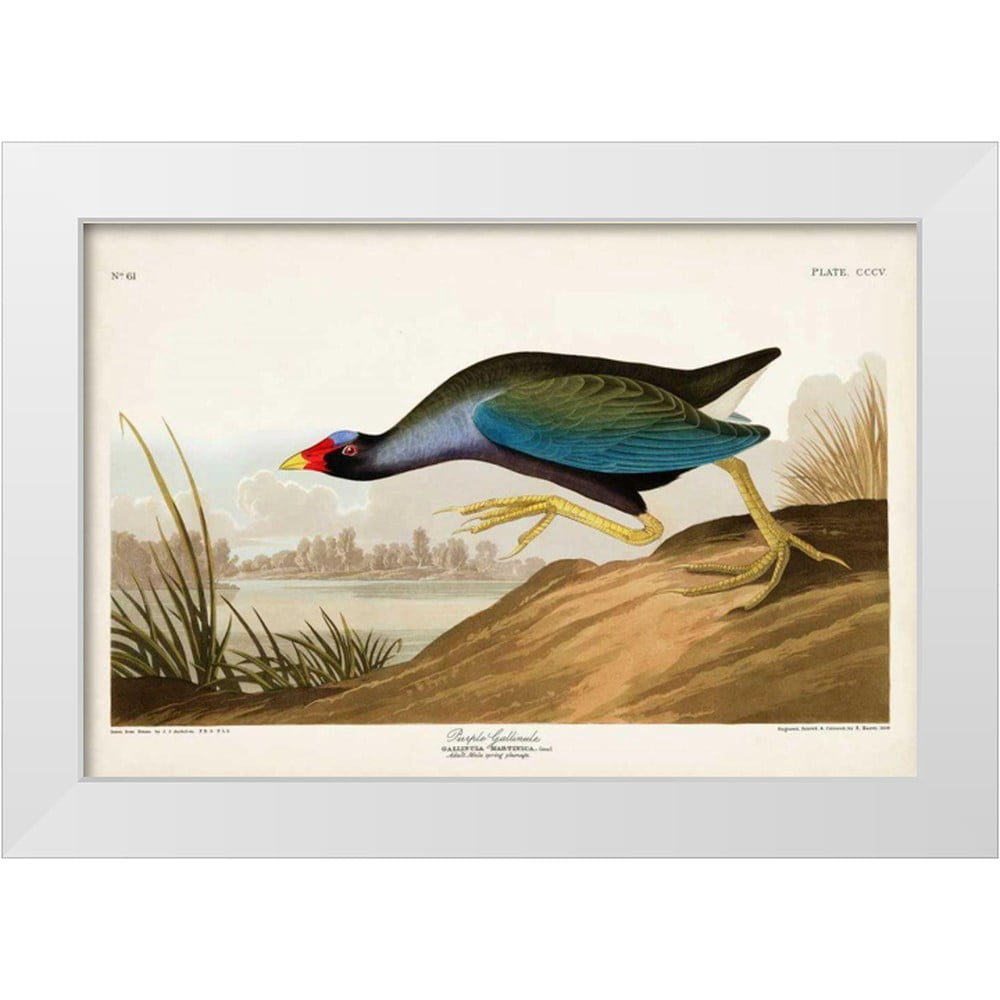 Audubon, John James 14x11 White Modern Wood Framed Museum Art Print ...