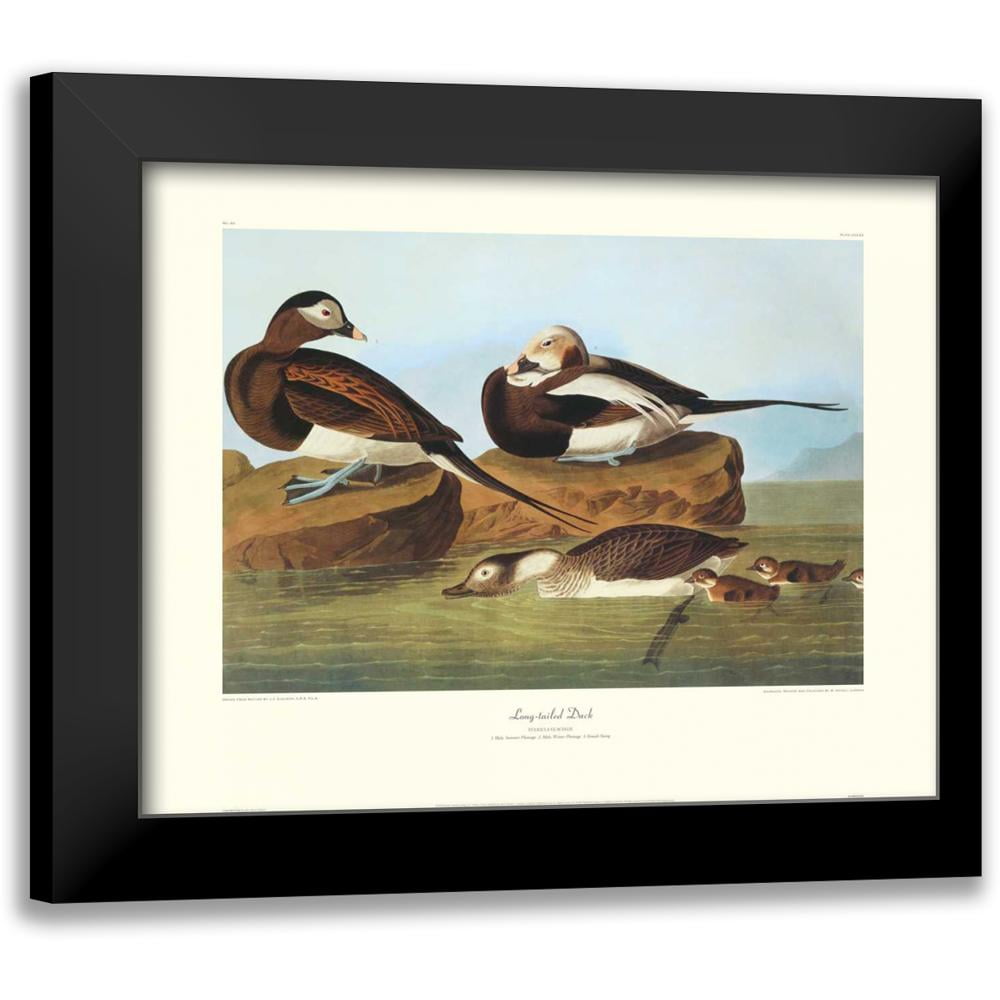 Audubon, John James 14x12 Black Modern Framed Museum Art Print Titled ...