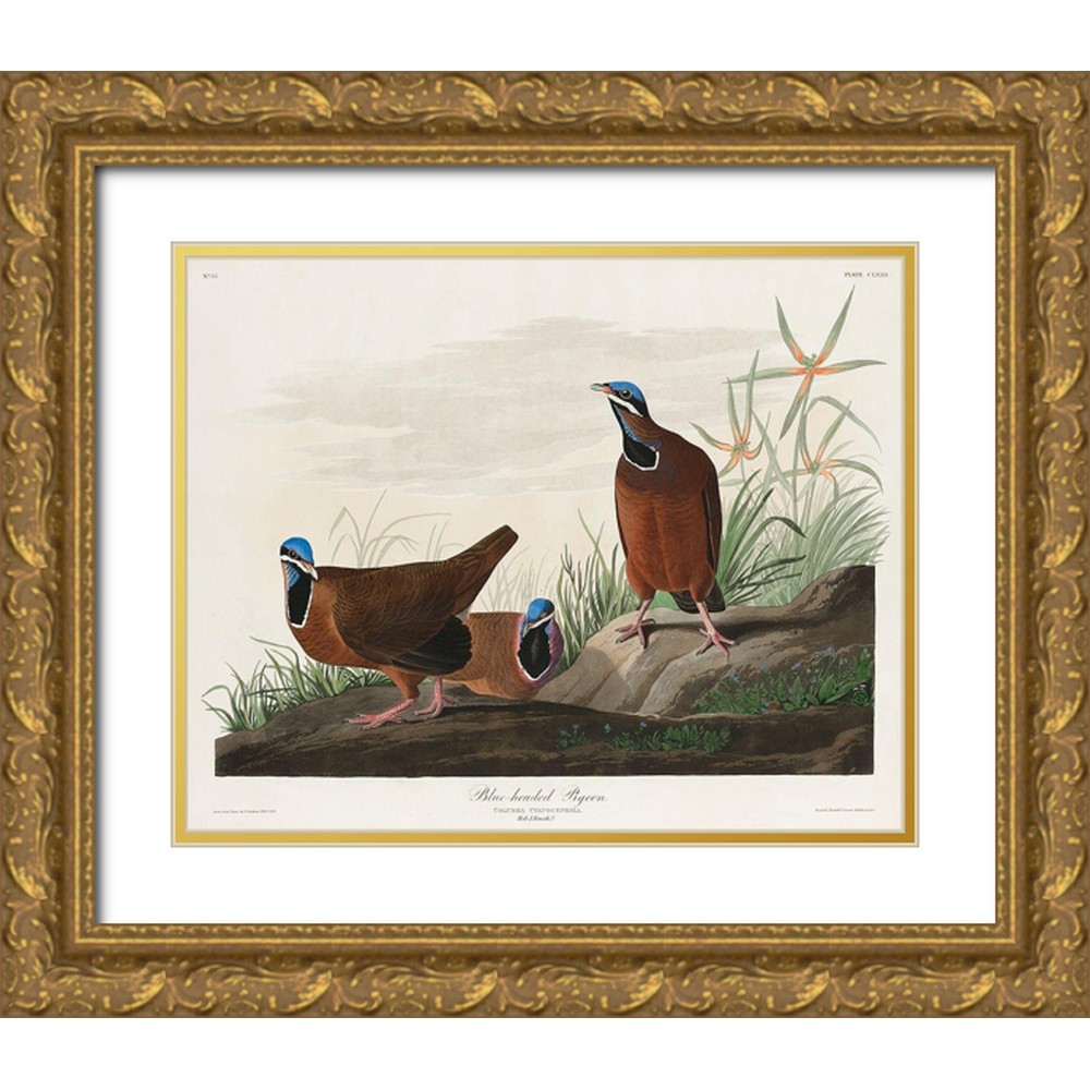 Audubon, John James 14x12 Gold Ornate Wood Framed with Double Matting ...