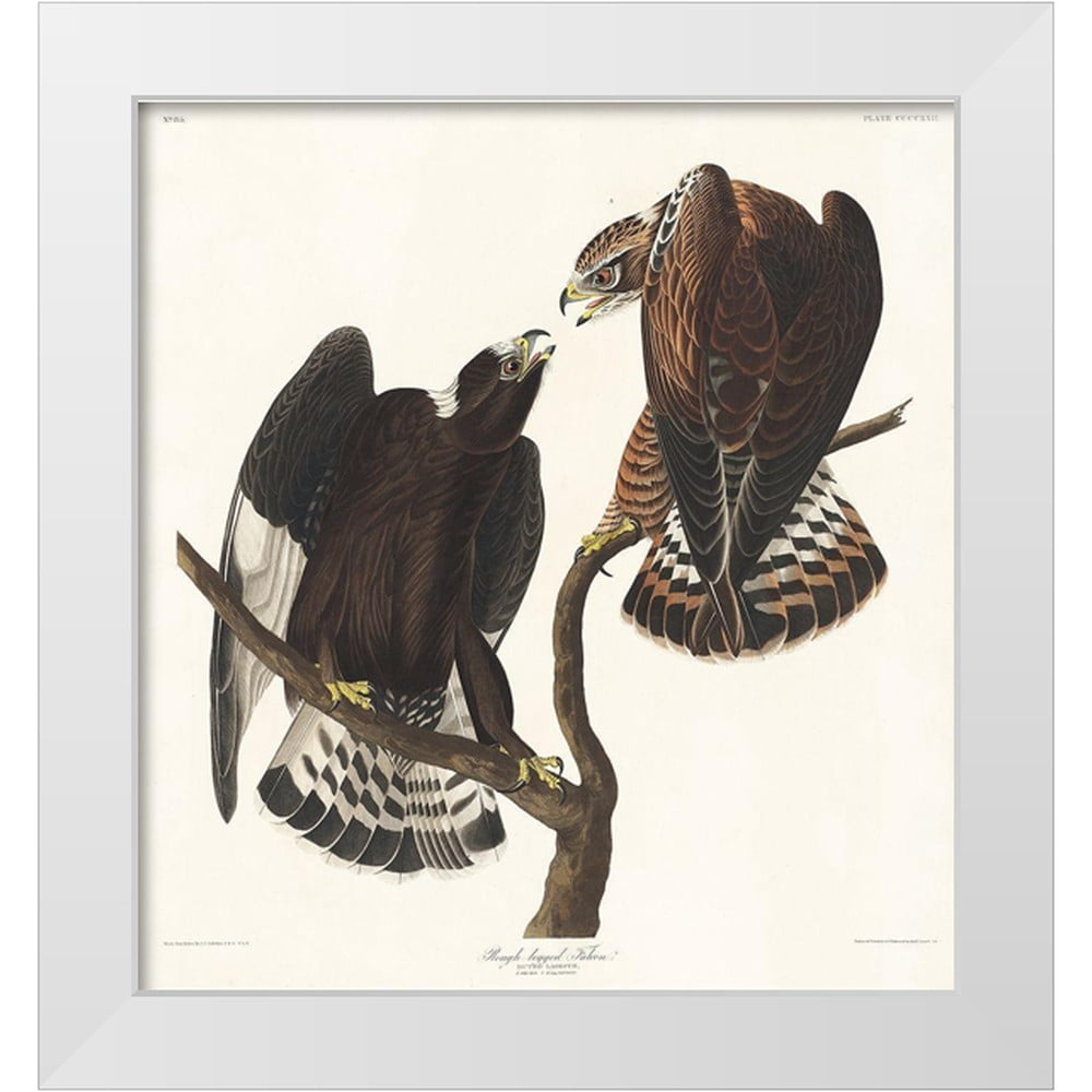 Audubon, John James 15x16 White Modern Wood Framed Museum Art Print ...
