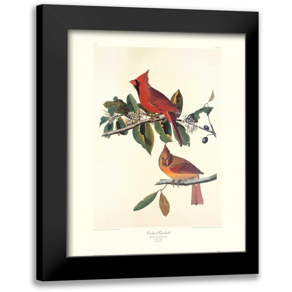 Audubon, John James 15x18 Black Modern Framed Museum Art Print Titled ...
