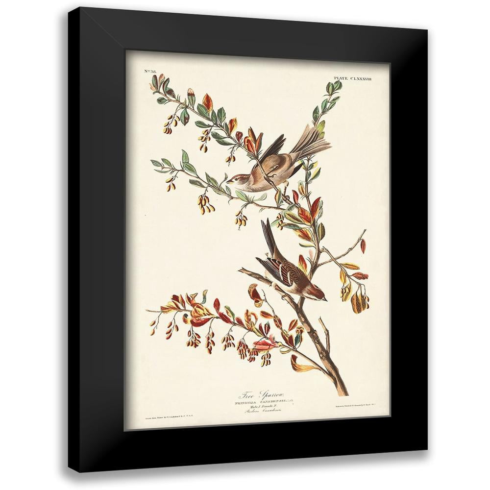 Audubon, John James 17x24 Black Modern Framed Museum Art Print Titled ...