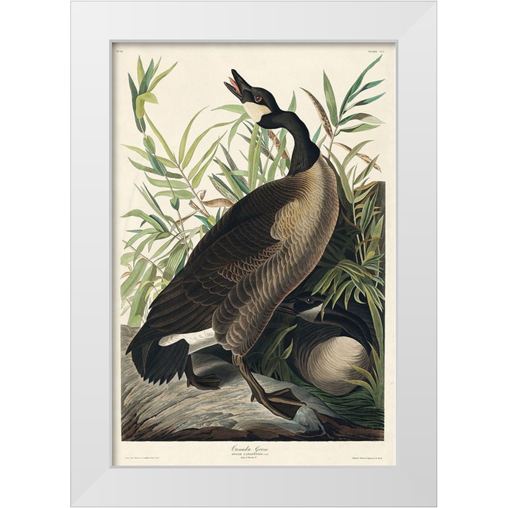 Audubon, John James 17x24 White Modern Wood Framed Museum Art Print ...