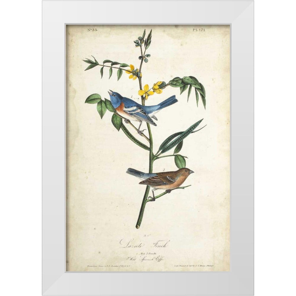 Audubon, John James 17x24 White Modern Wood Framed Museum Art Print ...