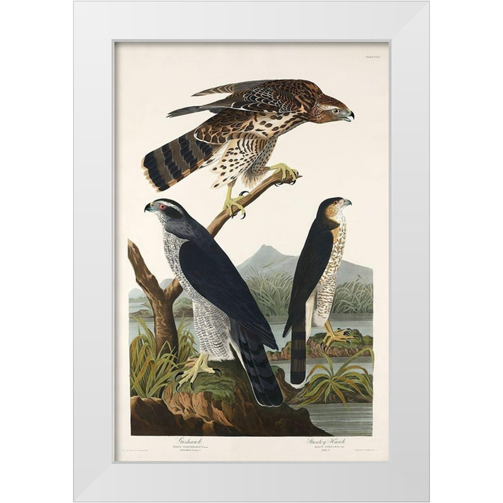 Audubon, John James 17x24 White Modern Wood Framed Museum Art Print ...