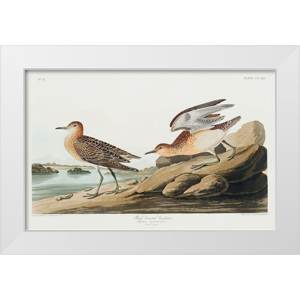 Audubon, John James 18x13 White Modern Wood Framed Museum Art Print ...