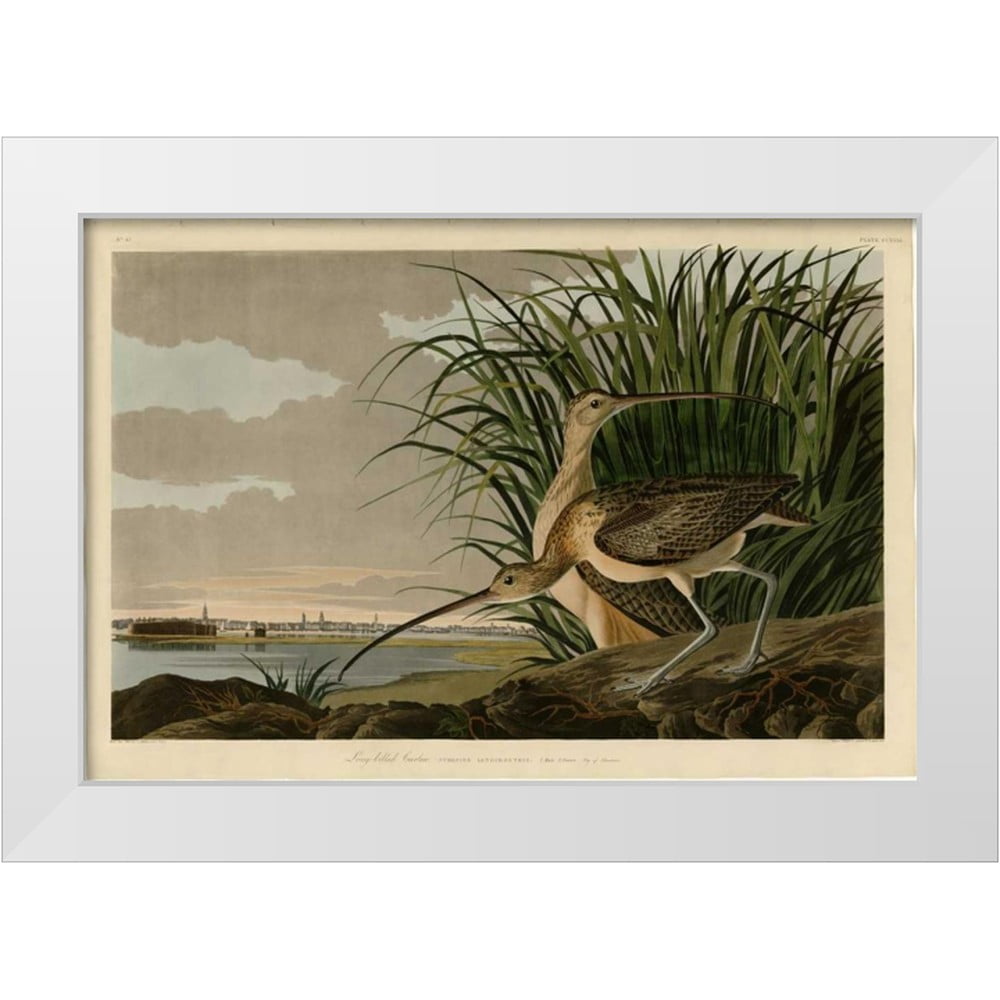 Audubon, John James 18x13 White Modern Wood Framed Museum Art Print Titled - Long Billed Curlew ...