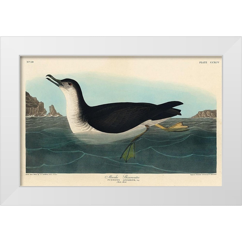 Audubon, John James 18x13 White Modern Wood Framed Museum Art Print ...