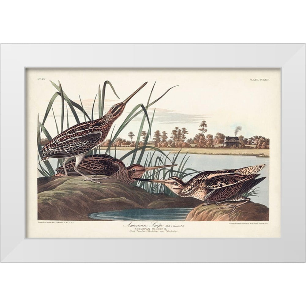 Audubon, John James 18x13 White Modern Wood Framed Museum Art Print ...
