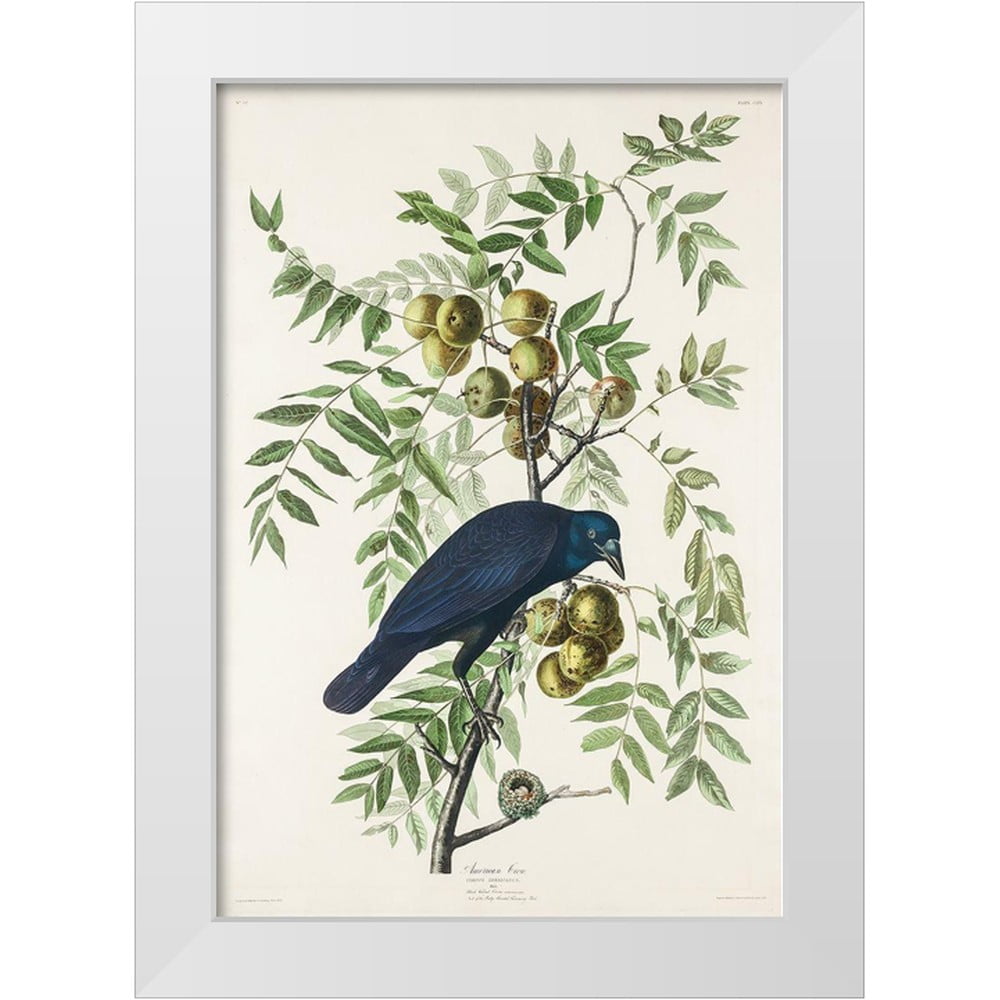 Audubon, John James 23x32 White Modern Wood Framed Museum Art Print ...
