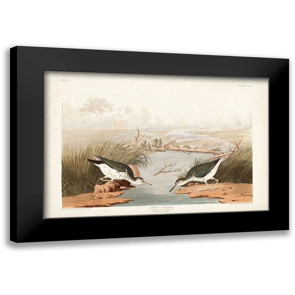 Audubon, John James 24x17 Black Modern Framed Museum Art Print Titled ...