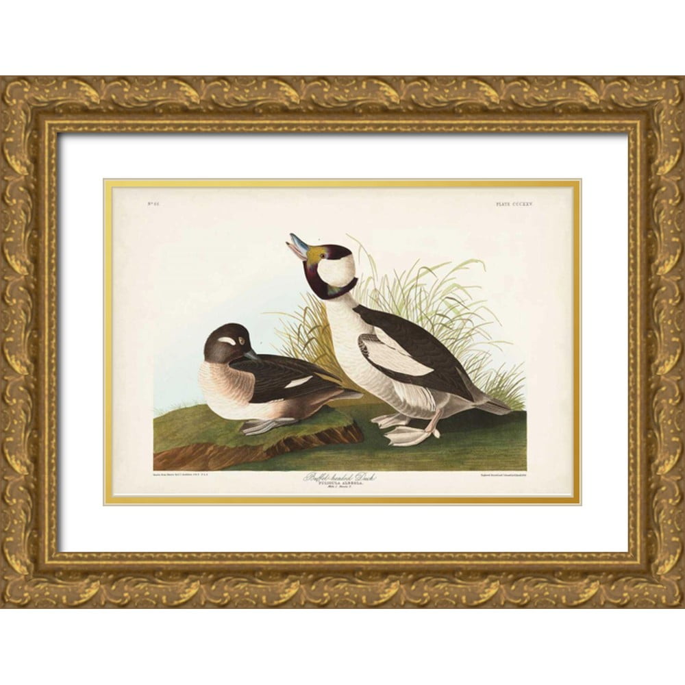 Audubon, John James 24x17 Gold Ornate Wood Framed with Double Matting ...