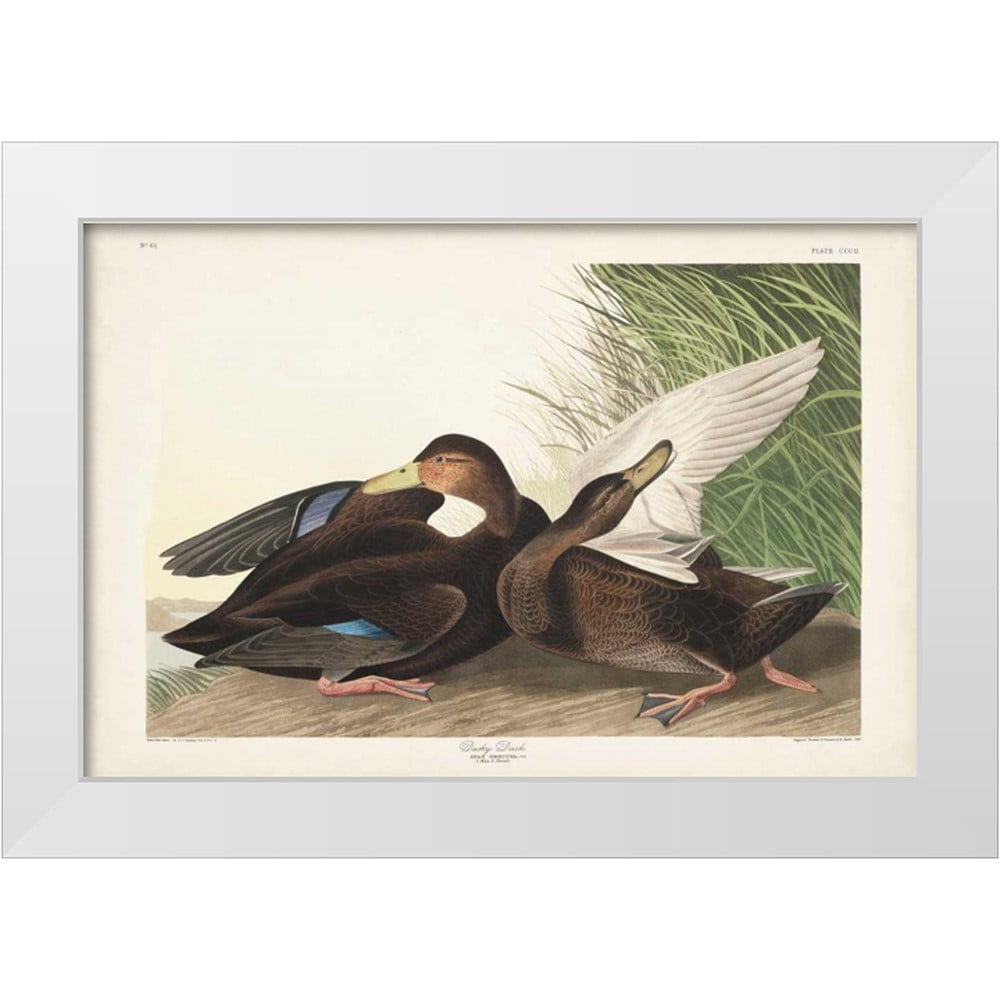 Audubon, John James 24x17 White Modern Wood Framed Museum Art Print ...