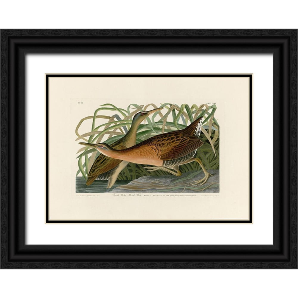 Audubon, John James 24x18 Black Ornate Wood Framed with Double Matting ...