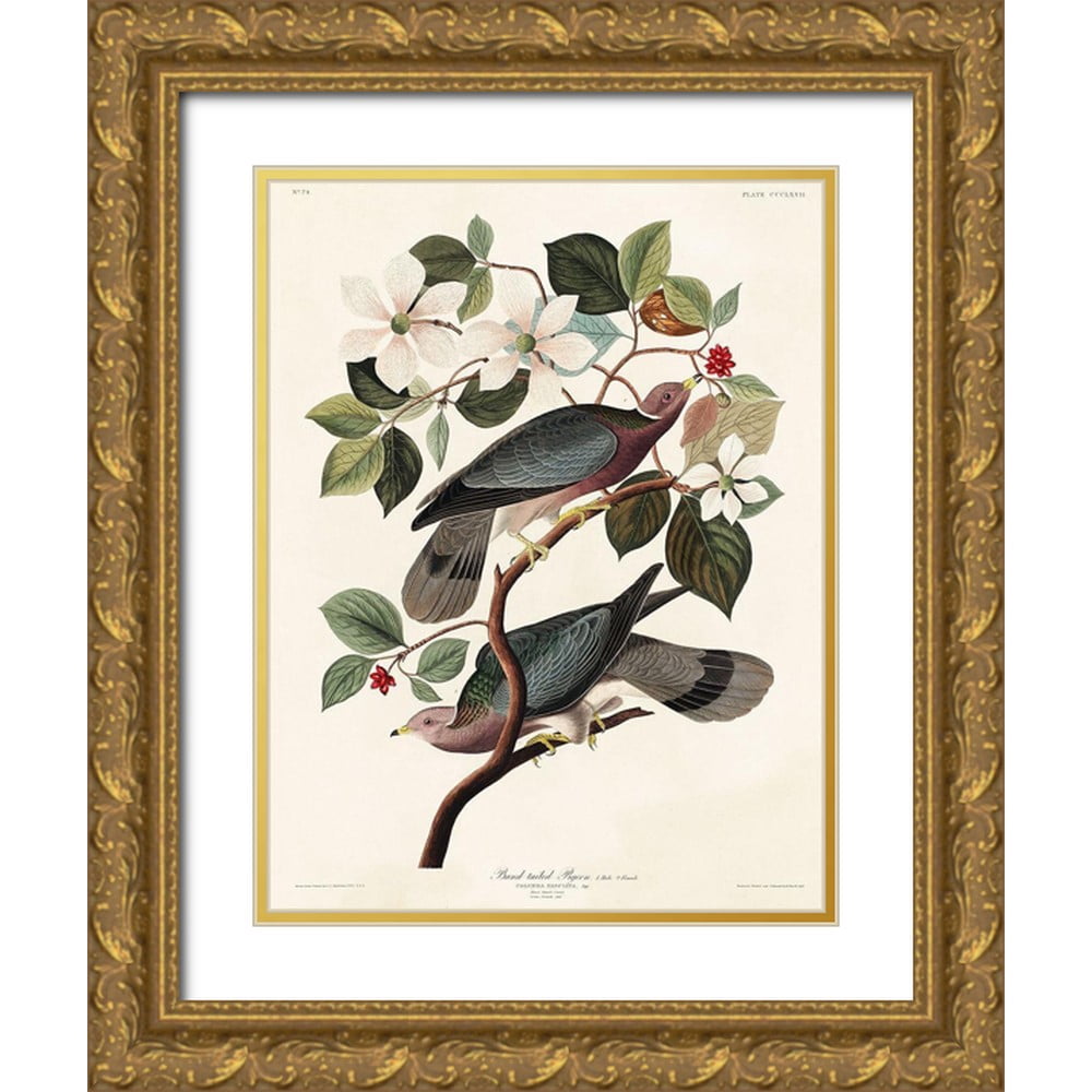 Audubon, John James 25x32 Gold Ornate Wood Framed with Double Matting ...