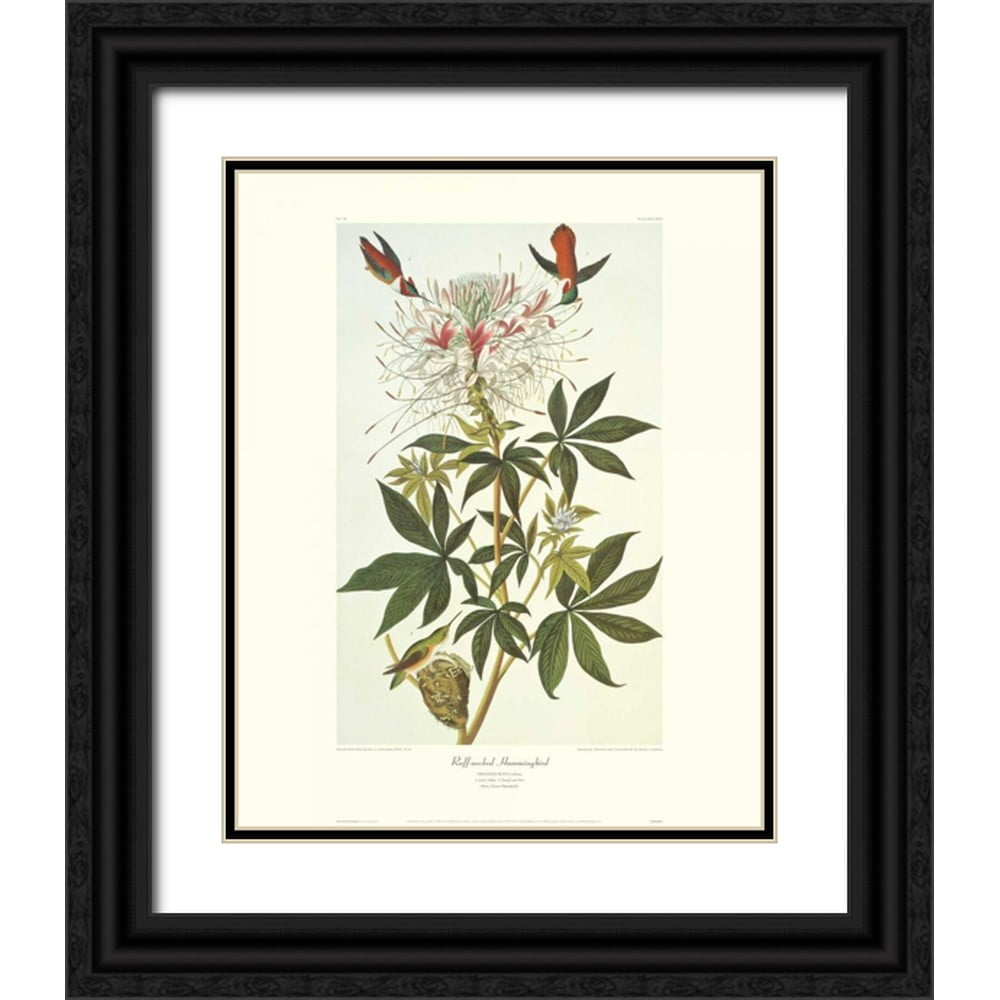 Audubon, John James 26x32 Black Ornate Wood Framed with Double Matting ...