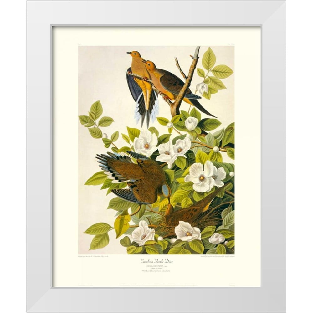 Audubon, John James 26x32 White Modern Wood Framed Museum Art Print ...
