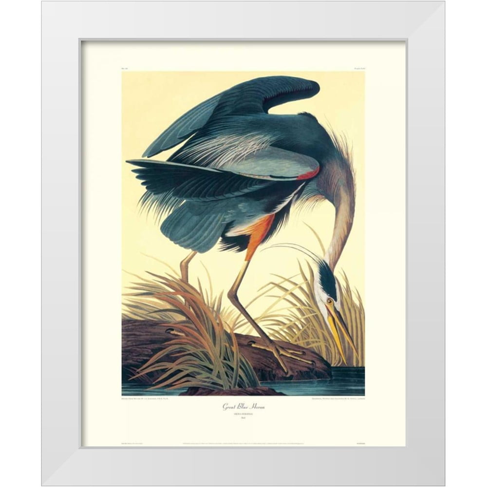 Audubon, John James 26x32 White Modern Wood Framed Museum Art Print ...
