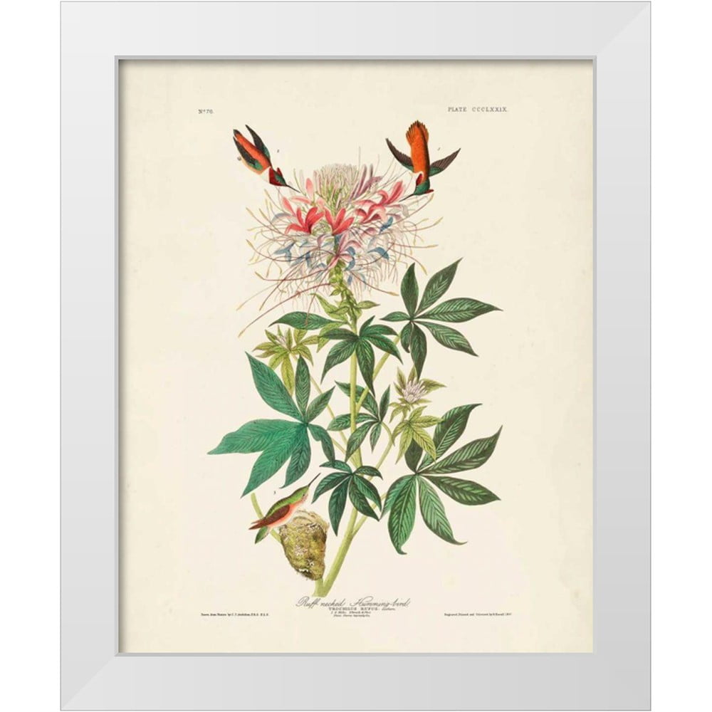 Audubon, John James 26x32 White Modern Wood Framed Museum Art Print ...