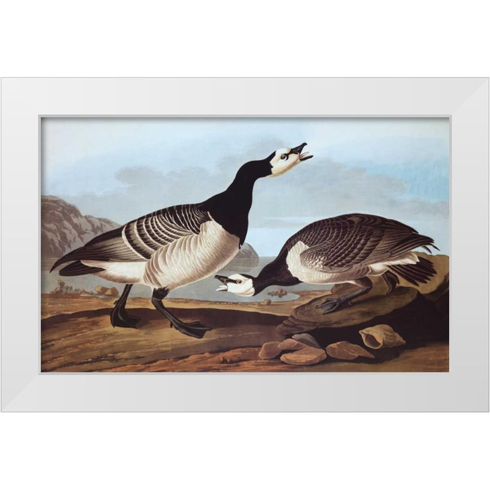 Audubon, John James 32x22 White Modern Wood Framed Museum Art Print ...