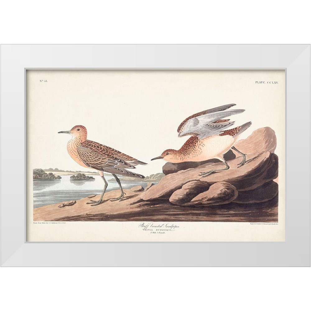 Audubon, John James 32x23 White Modern Wood Framed Museum Art Print ...