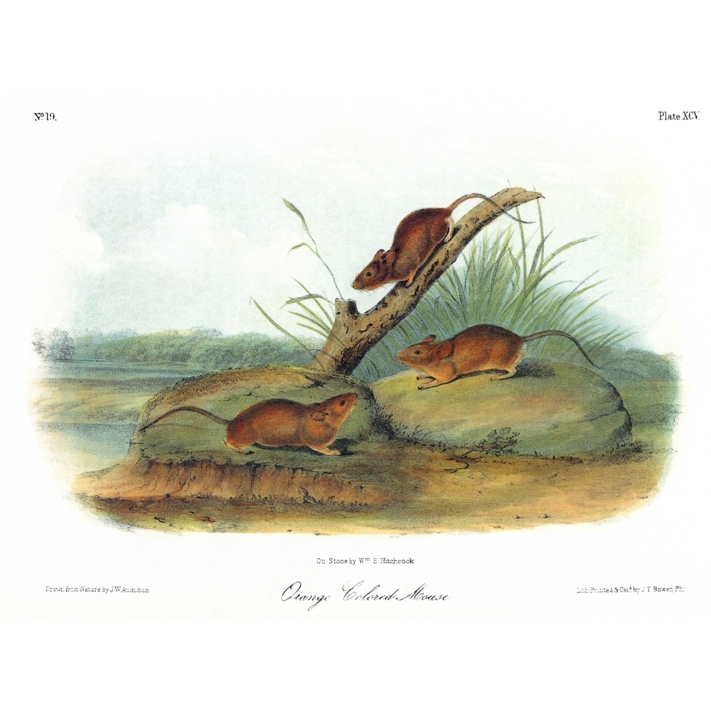 Audubon Mouse. Ngolden Or Orange-Colored Mouse. Lithograph C1851 After ...