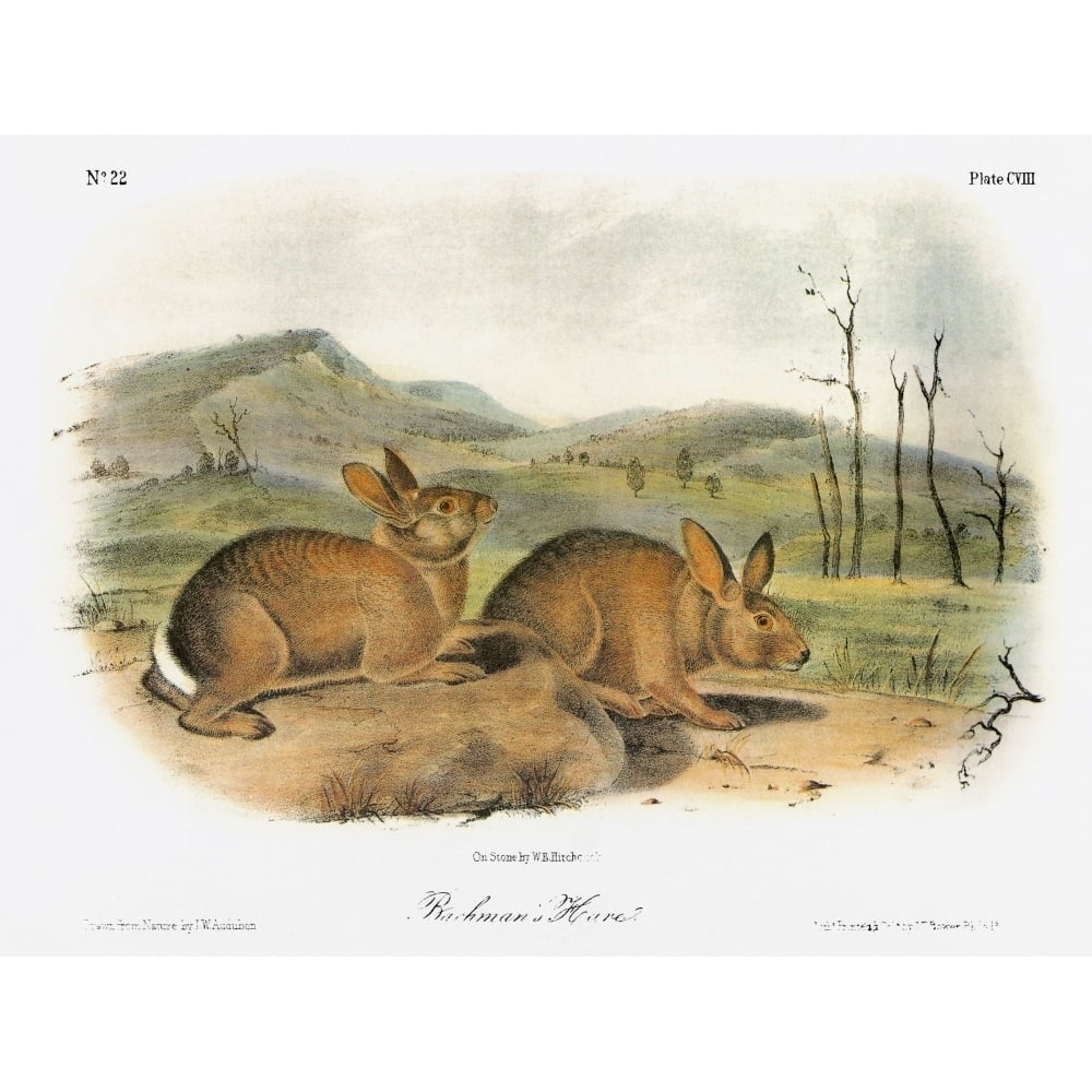 Audubon Rabbit. Nwestern Brush Rabbit Formerly Known As Bachman'S Hare ...