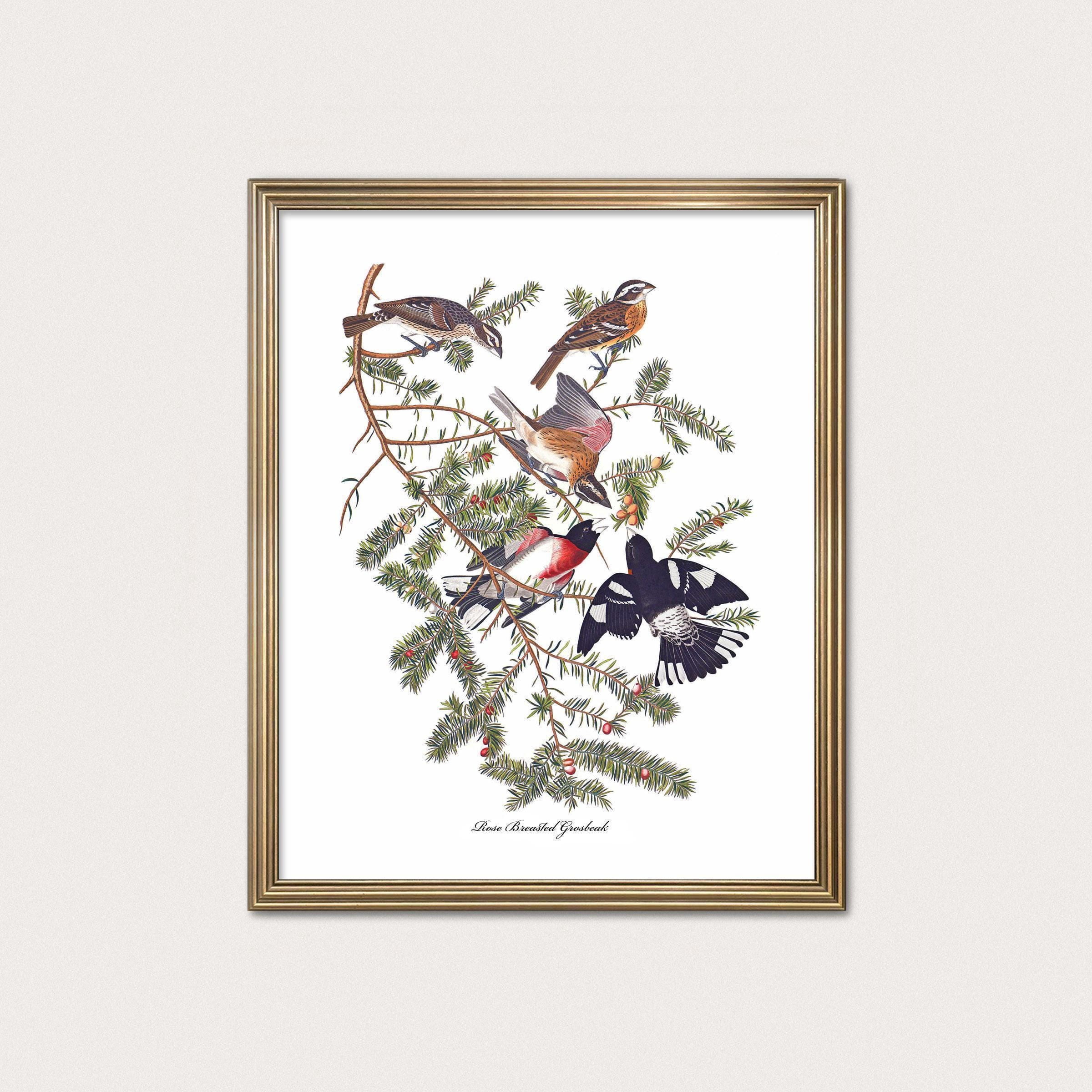 Audubon Roseâ€‘breasted Grosbeak: Vintage Bird Illustration Â· Fine Art ...