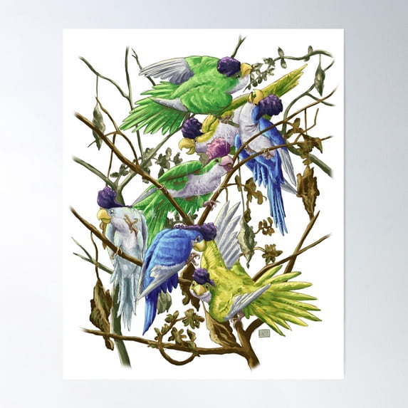 Audubon'S Squawkabilly Poster Wall Art Modern Wall Decor For Living ...