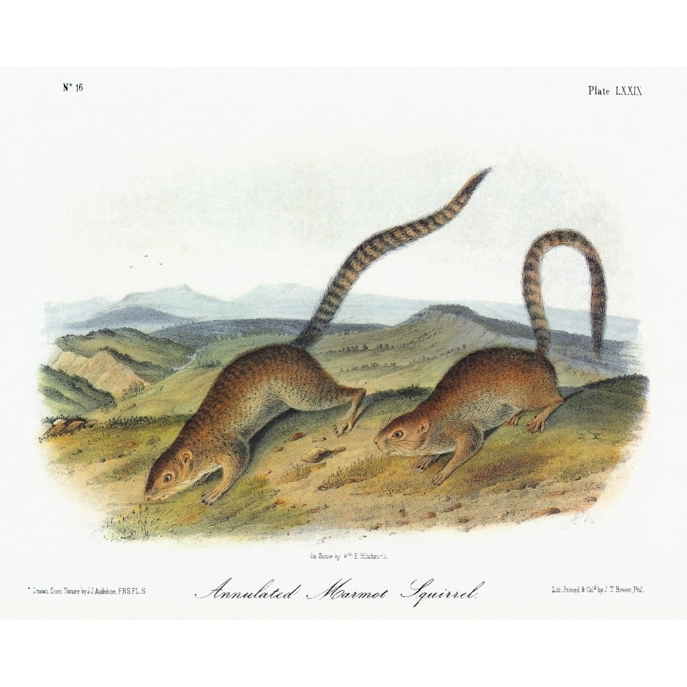 Audubon Squirrel. Nring-Tailed Ground Squirrel Or Annulated Marmot ...