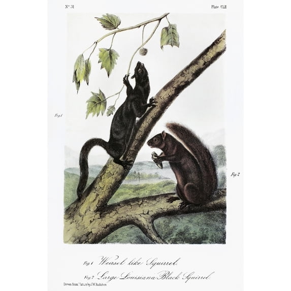 Audubon Squirrels. Nweasel Squirrel And Large Louisiana Black Squirrel ...