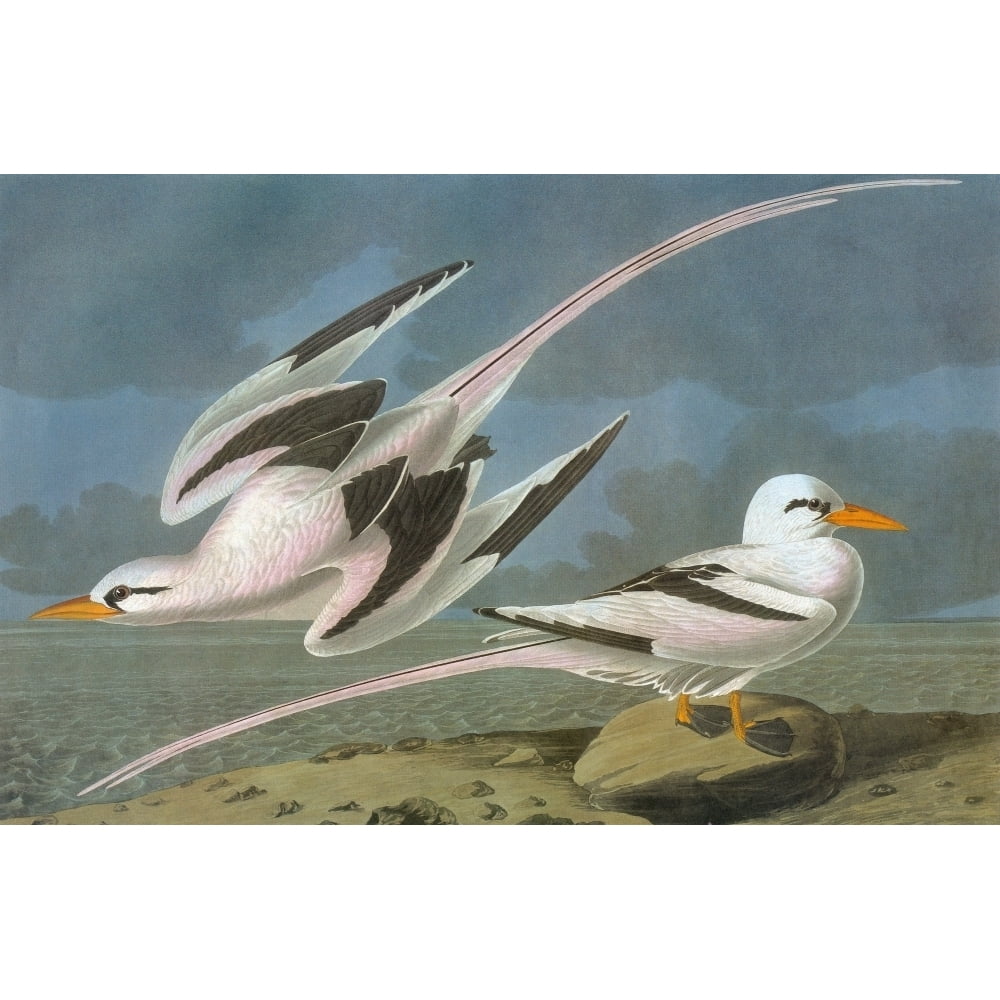 Audubon Tropicbird. Nwhite-Tailed Tropicbird. Engraving After John ...