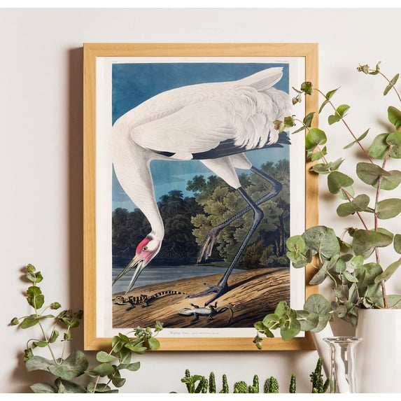 Audubon Whooping Crane Poster, Birds Of America, Wildlife Art, Unframed ...