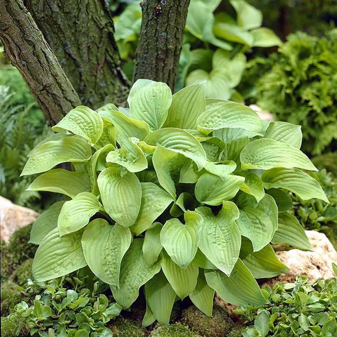 Hirt's Gardens August Moon Hosta, Golden Green Heart-Shaped Foliage ...