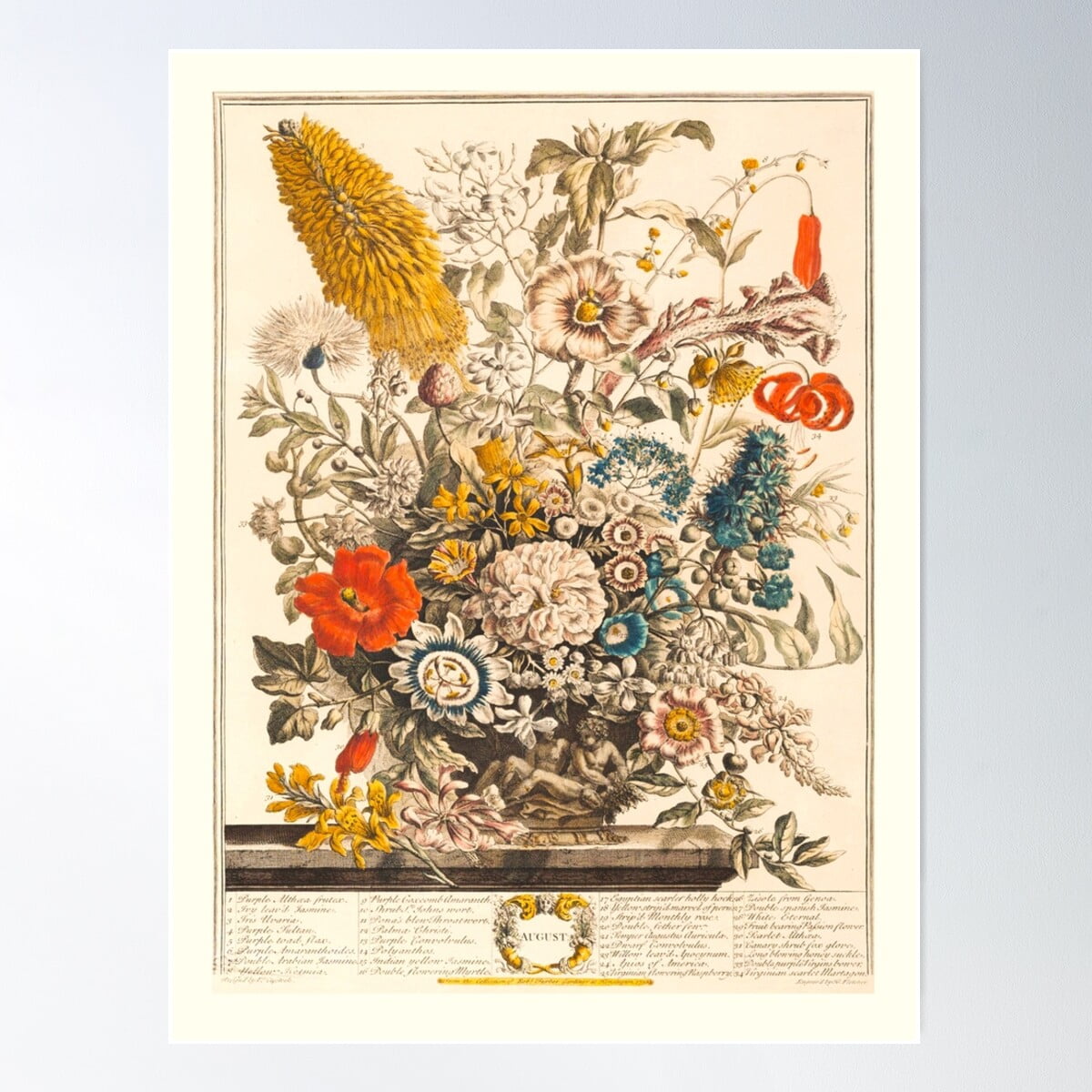 August, From The Twelve Months Of Flowers, By Robert Furber (1732) High ...