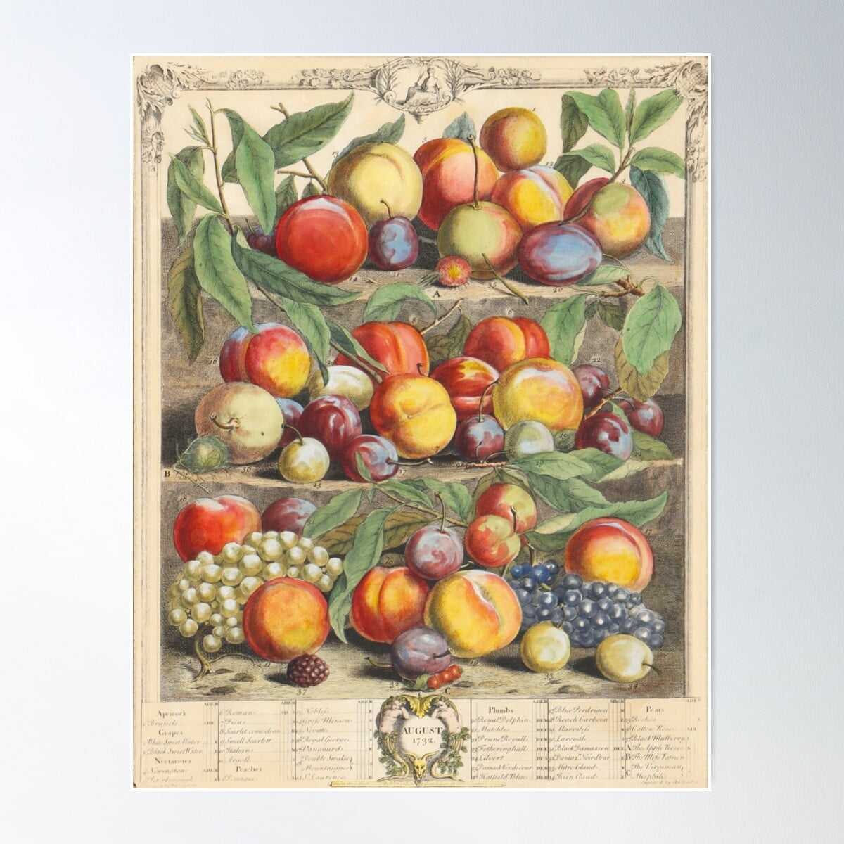 August, From The Twelve Months Of Fruits, By Robert Furber (1732) High ...