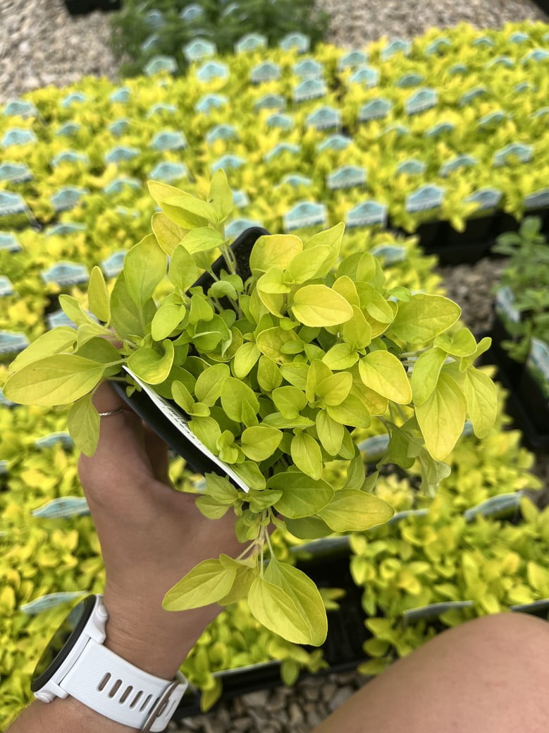 Aureum Gold Oregano Herb - Origanum Vulgare - Live Plant - 3" Pot ...
